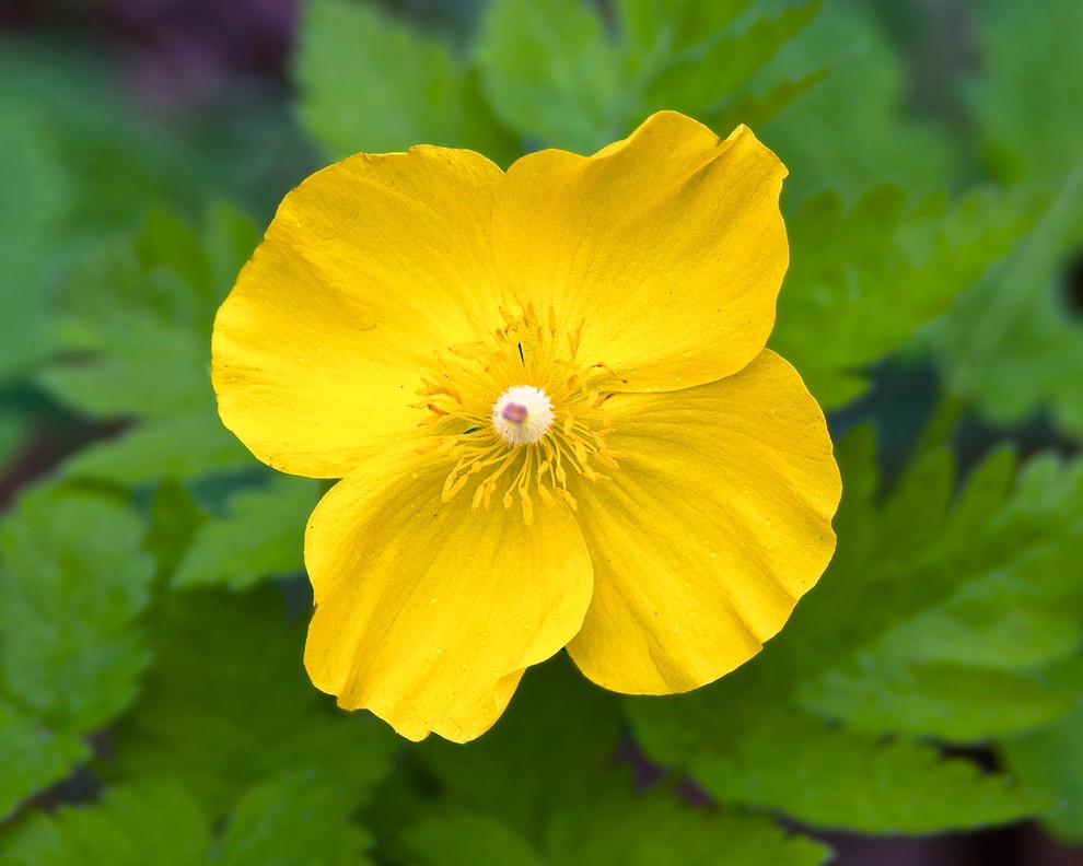 Stylophorum Diphyllum - Landscape - Other | Houzz