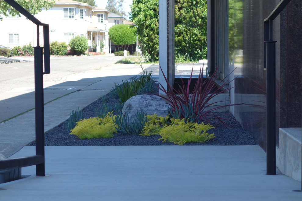 succulents and cordyline - Modern - Landscape - San Francisco - by Rana ...