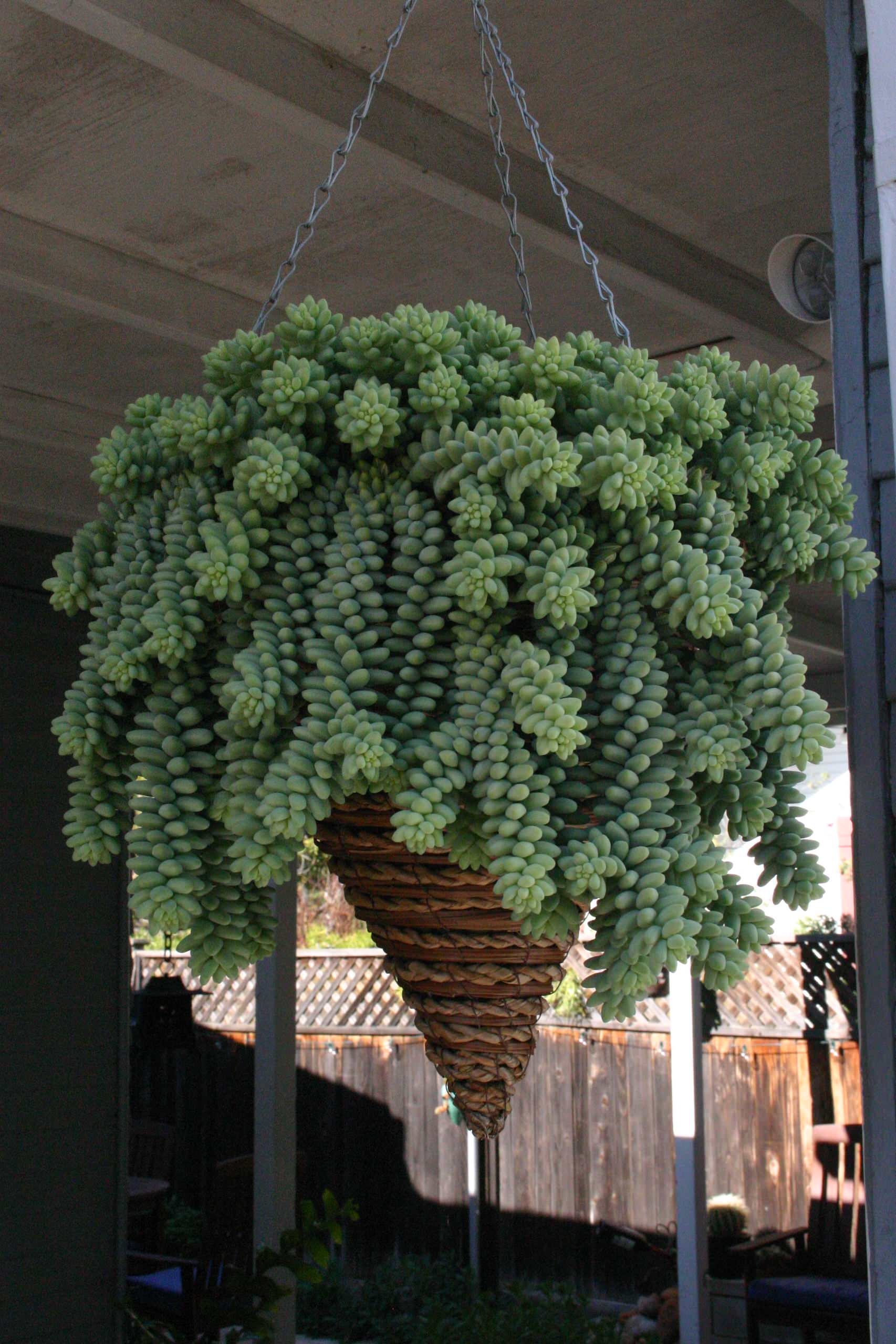 Grow Donkey Tail Succulent, a High-Impact, Low-Maintenance Plant