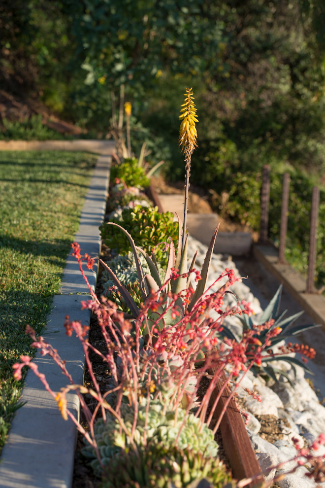 Succulents on hillside - Modern - Landscape - Los Angeles - by June ...