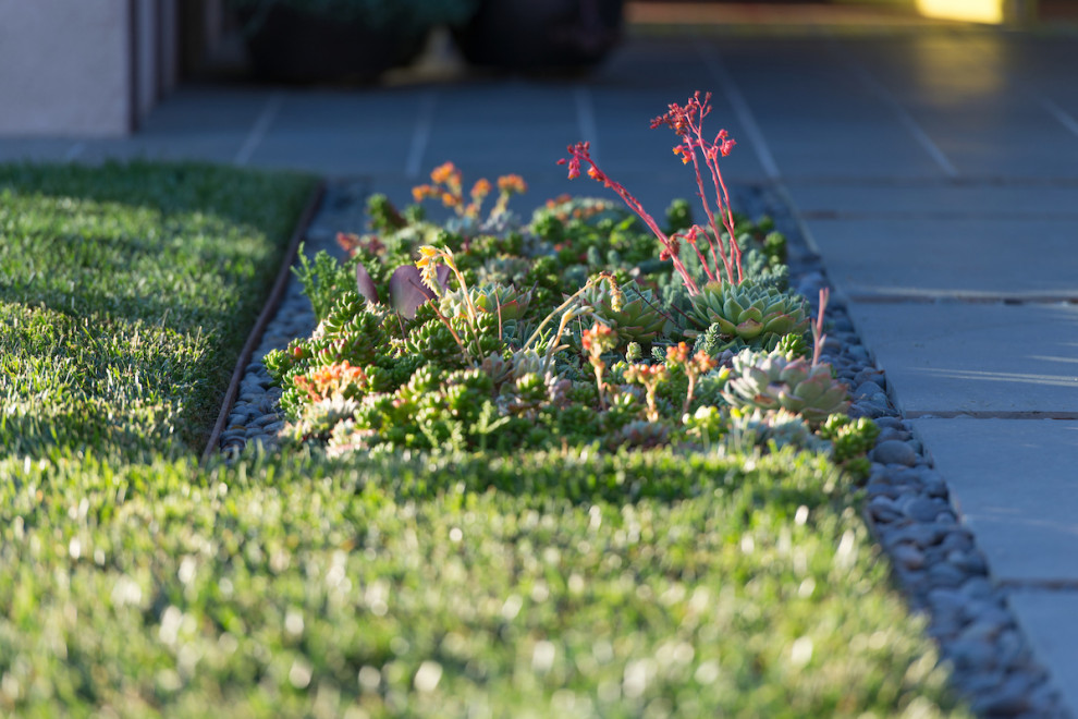 Succulents with pavers and pebbles - Modern - Landscape - Los Angeles ...