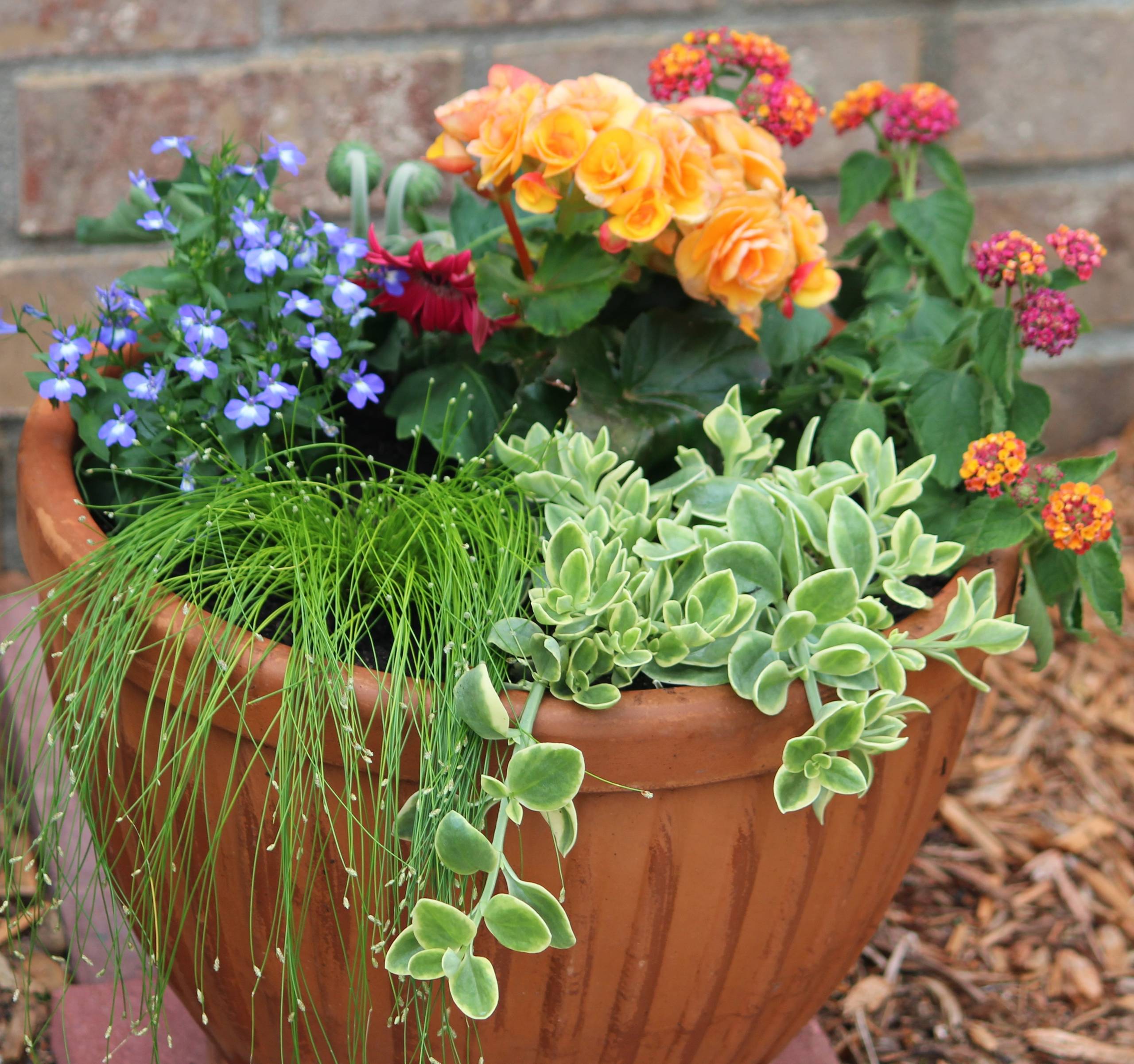 Houzz Call: Show Us Your Summer Container Gardens