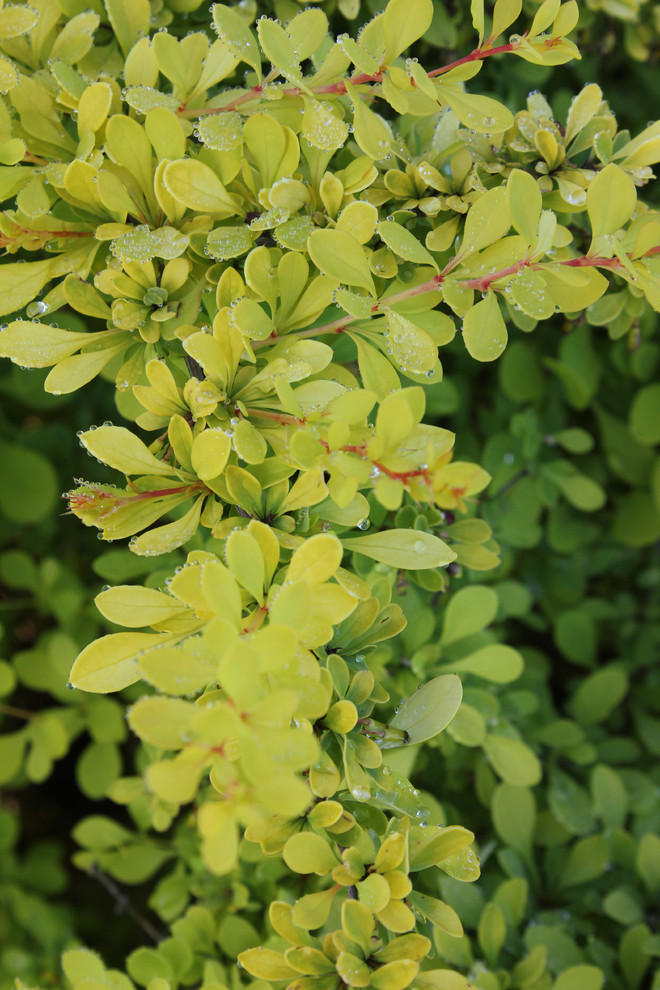 Sunjoy® Mini Saffron Barberry (Berberis thunbergii) - Eclectic ...