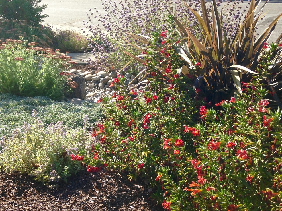 Sustainable Beauty - Landscape - San Francisco - by Vision Garden ...