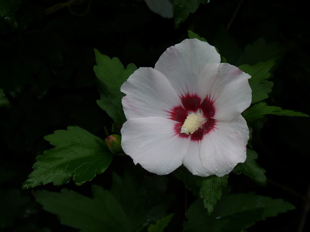 Swamp Rose Mallow (Hibiscus moscheutos) - Landscape - Other | Houzz