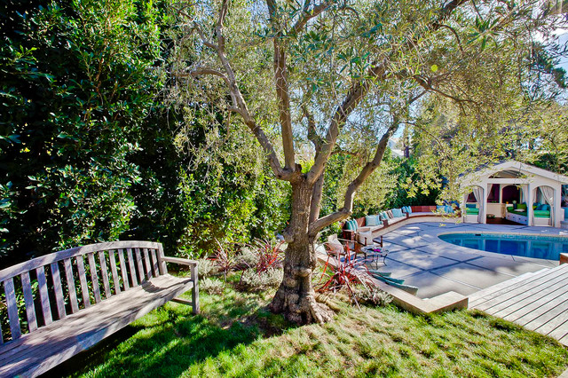 Terrace Seating Next To Mature Olive Overlooking the Pool and ...