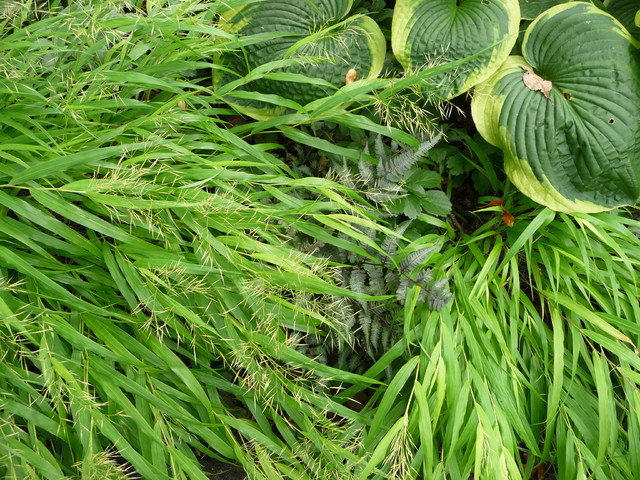 Terrific Texture: Hosta, Japanese Reed grass and Ferns - Contemporain ...