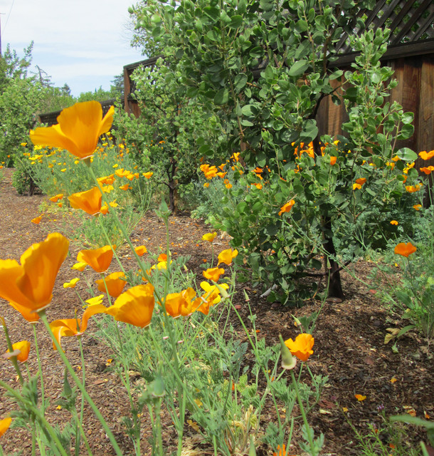 The Baker Family's California Native Garden - Campagne - Jardin - San ...