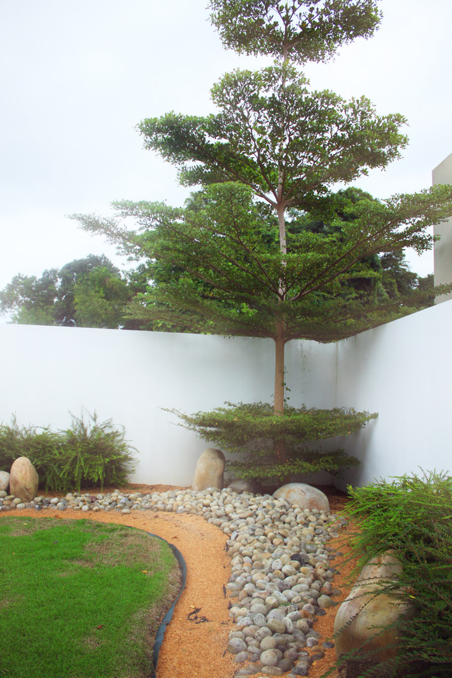 The Bucida Tree in the Autumn garden - Contemporary - Landscape - Other ...