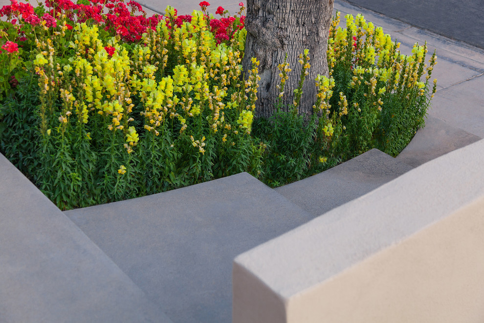 The Colony House - Modern - Landscape - Phoenix - by The Design ...