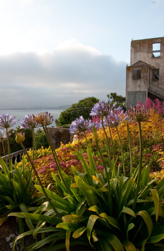 The Gardens of Alcatraz/photo by Elizabeth Byers - Landscape - San ...