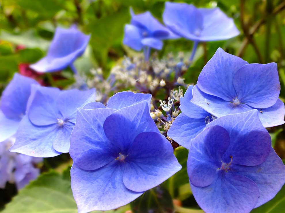 The Hydrangea Collection - Farmhouse - Landscape - Limerick - by ...