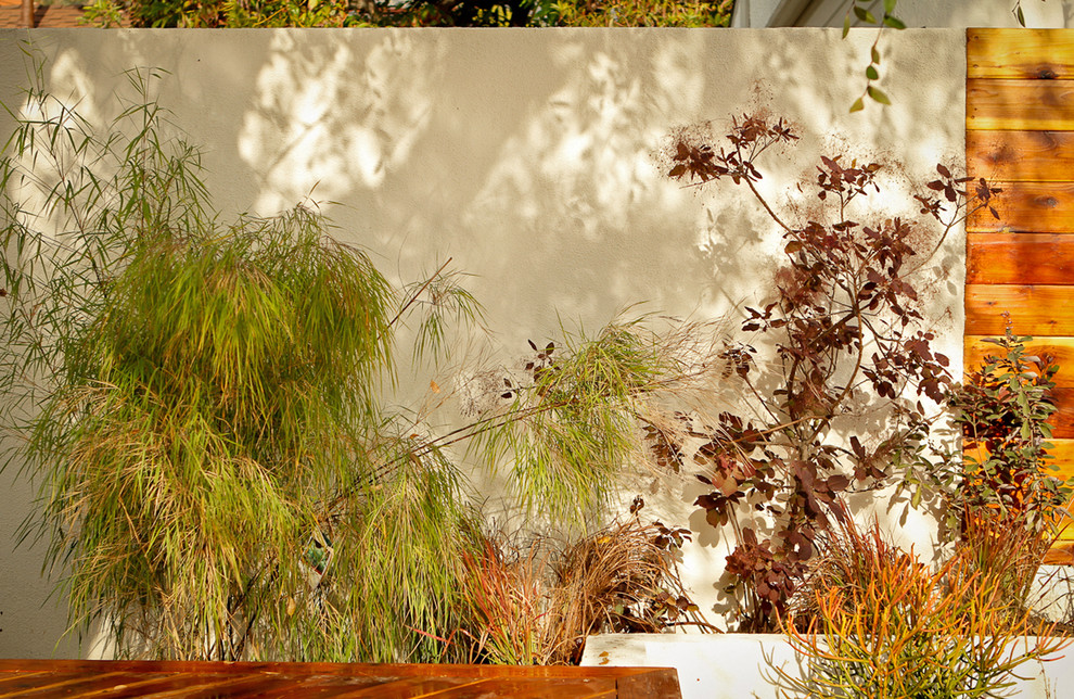 Great Design Plant: Smoke Tree