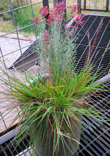Threadleaf Giant Hyssop - Landscape - Denver - by Susan J Tweit