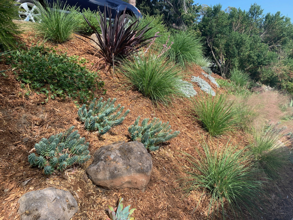 Tough Ground Covers Help Stabilize Slope - Contemporary - Landscape ...