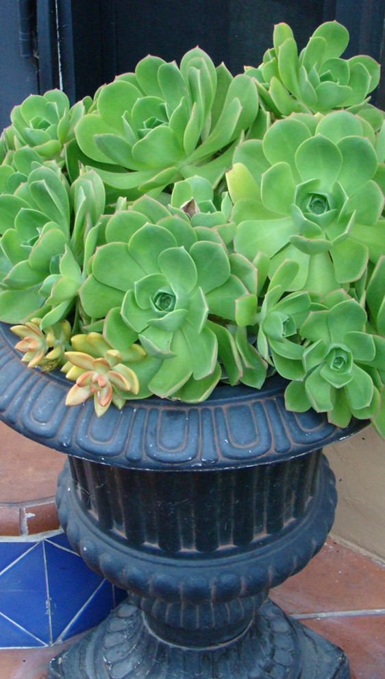 Tradiional Pots with Modern Plants - Traditional - Landscape - Los ...