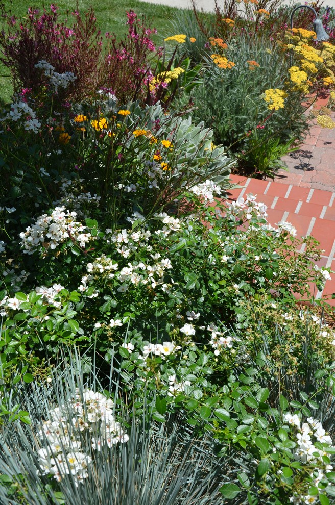 Traditional brick entry pathway with cascading shrub roses ...