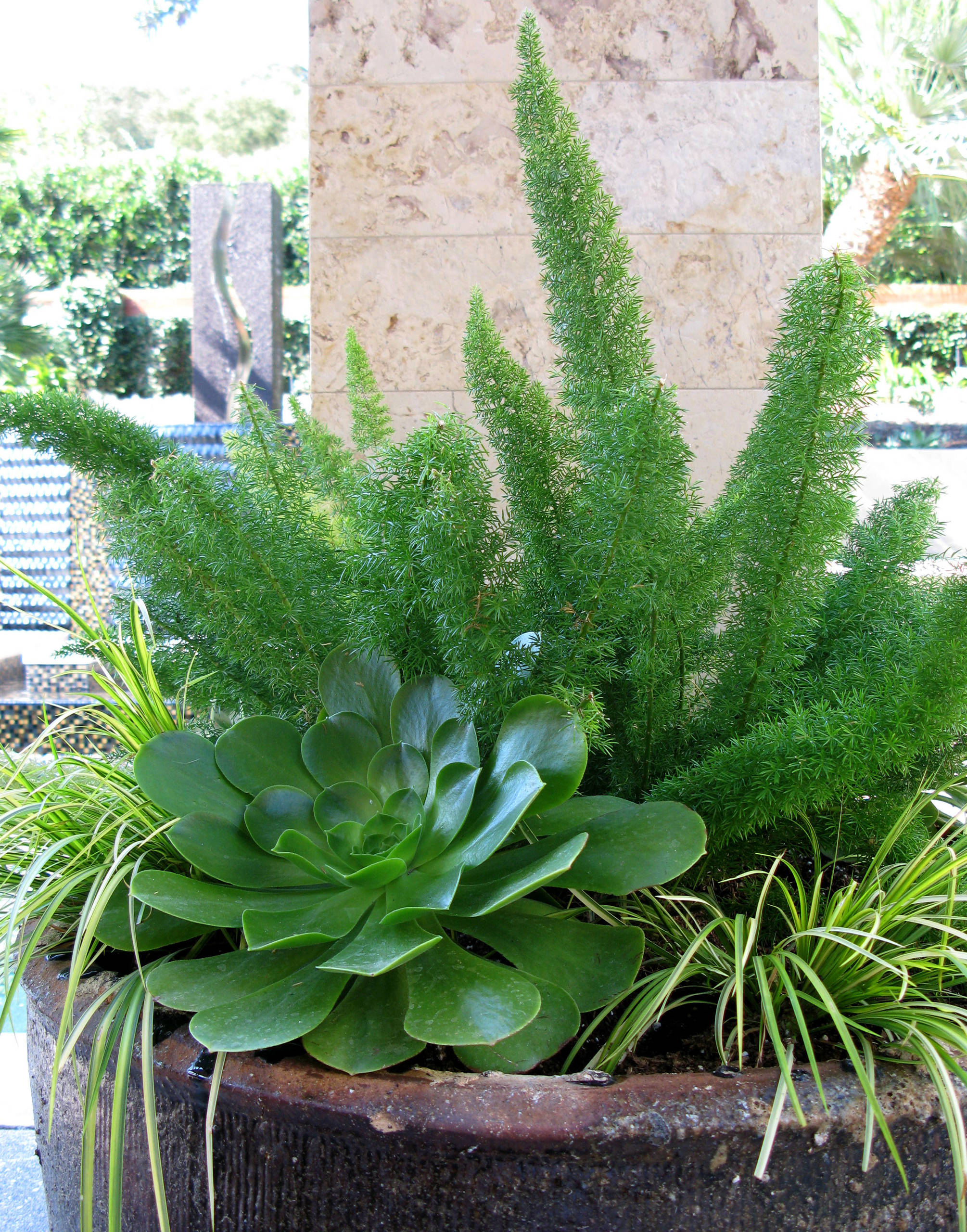 Potted Foxtail Fern