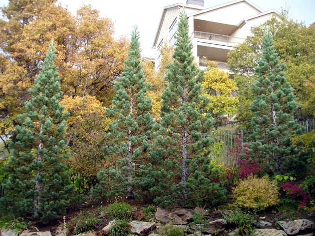 Trees - Modern - Garden - Salt Lake City - by Pendleton Design ...