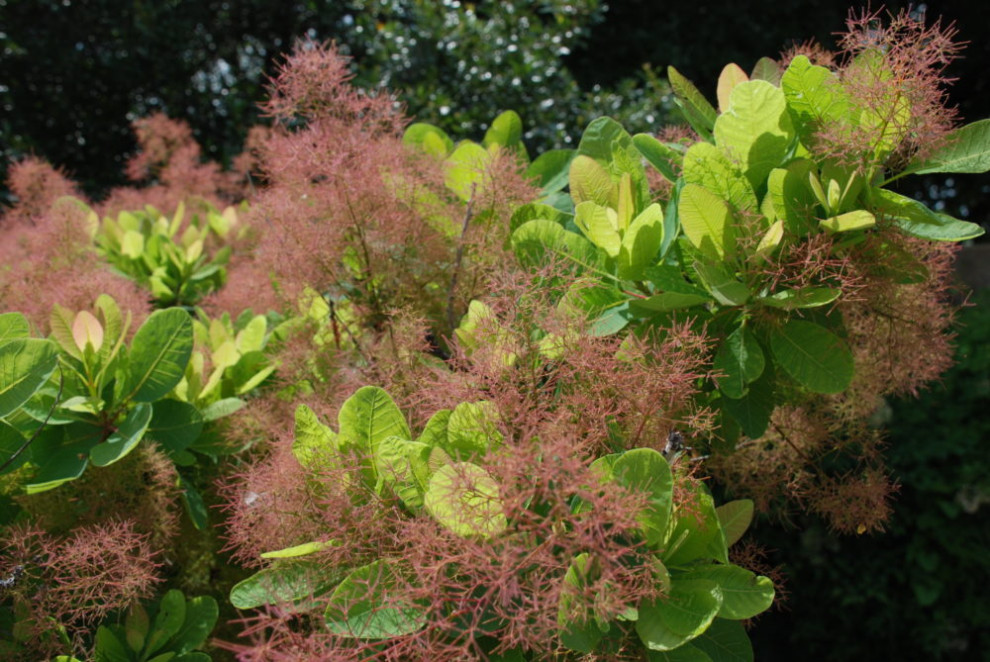 Trees We Love for North Texas - Landscape - Dallas - by Preservation ...