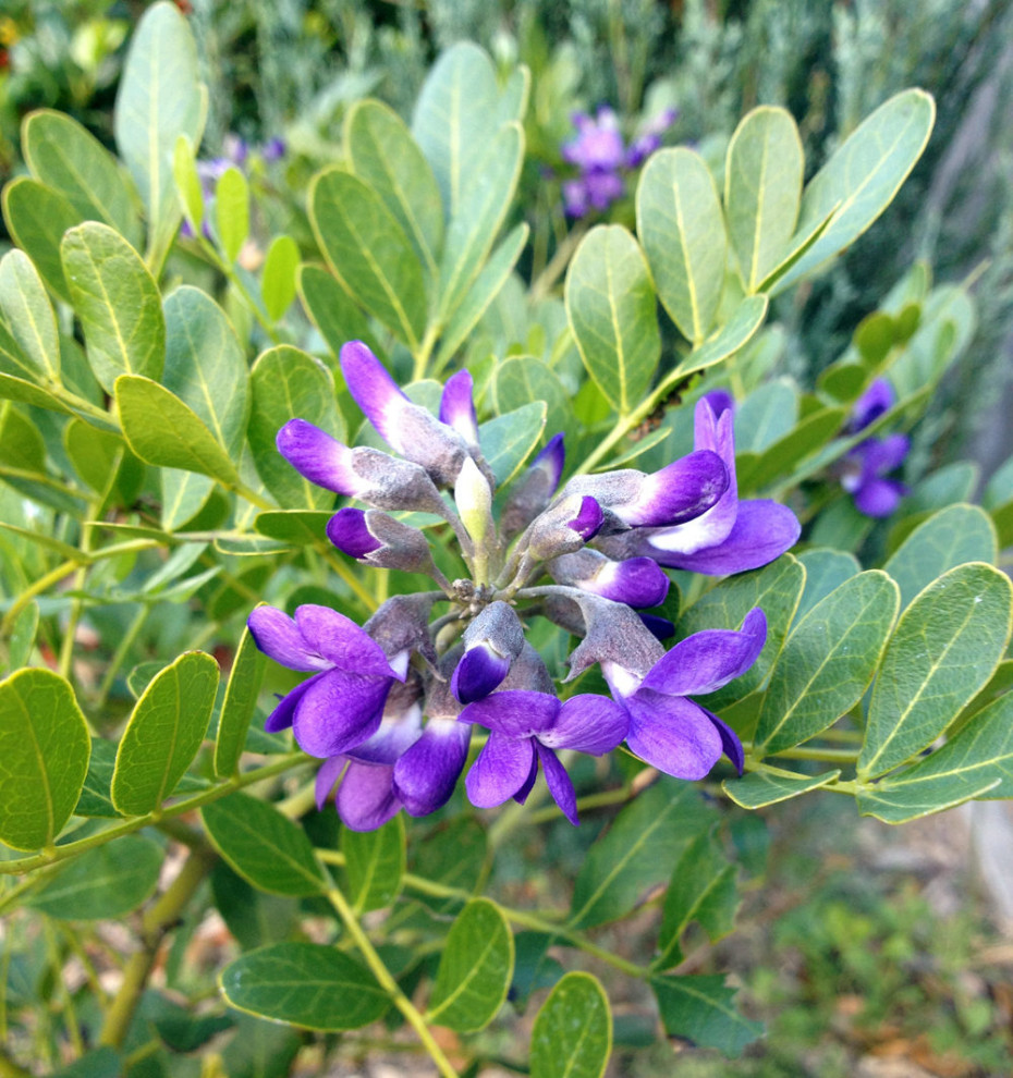 Trees We Love for North Texas - Landscape - Dallas - by Preservation ...