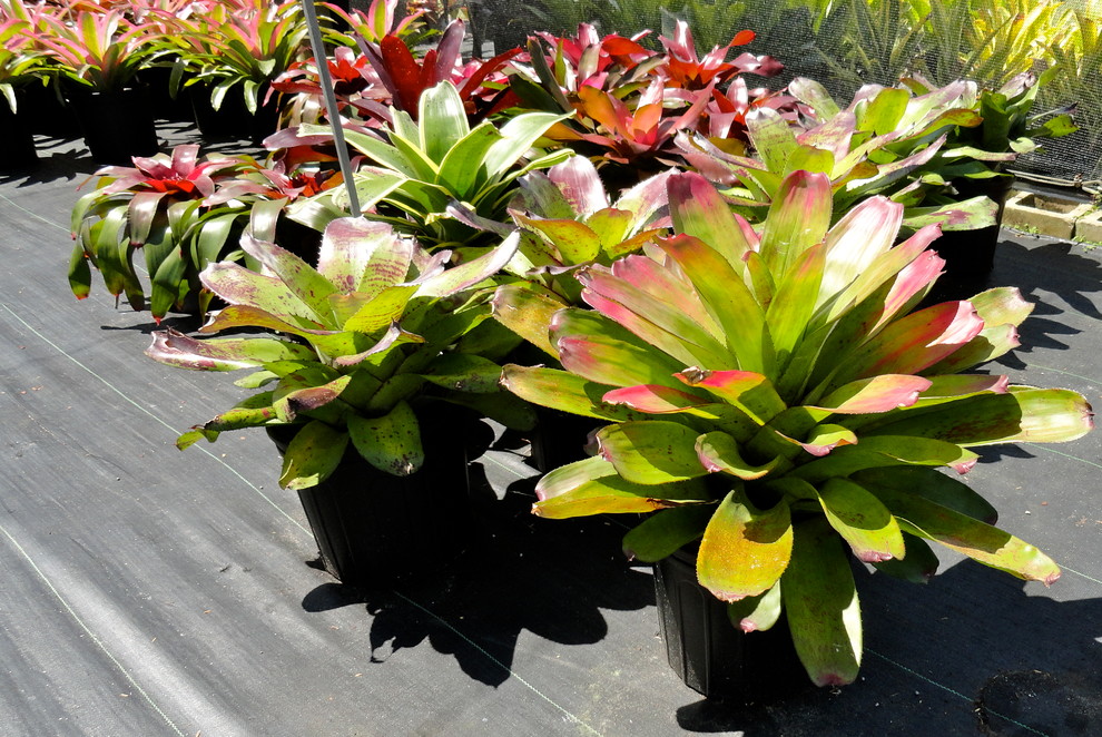Tropical Accent Plants - Tropical - Landscape - Orlando - by ...