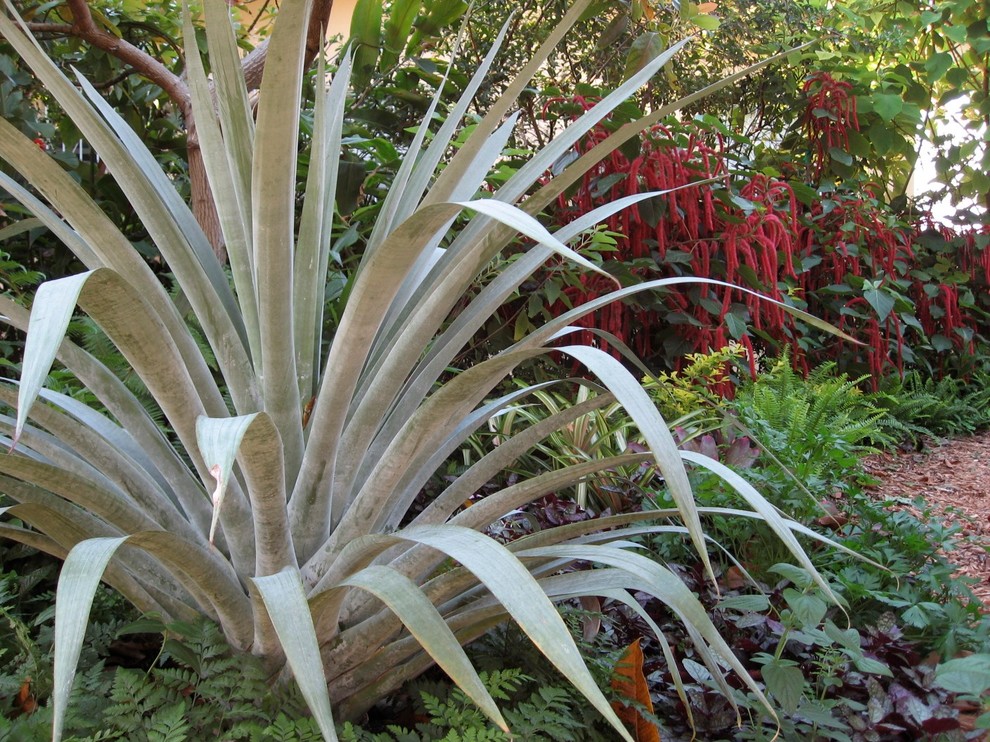 Tropical Design - Tropical - Landscape - Miami - by Knoll Landscape ...