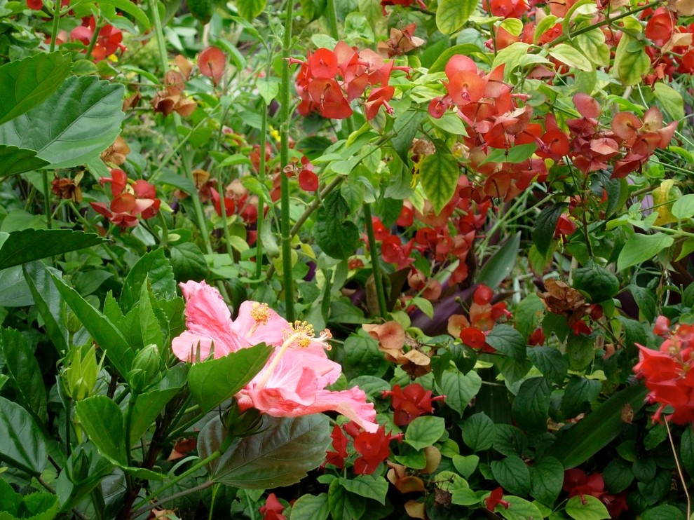 Tropical Landscape Design - Tropical - Landscape - Miami - by Knoll ...