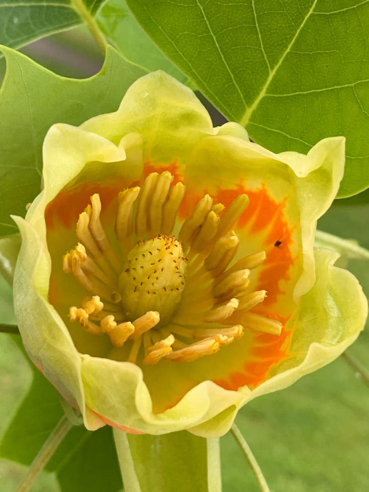 tulip tree; liriodendron tulipifera - Garden - by KC Runciman ...