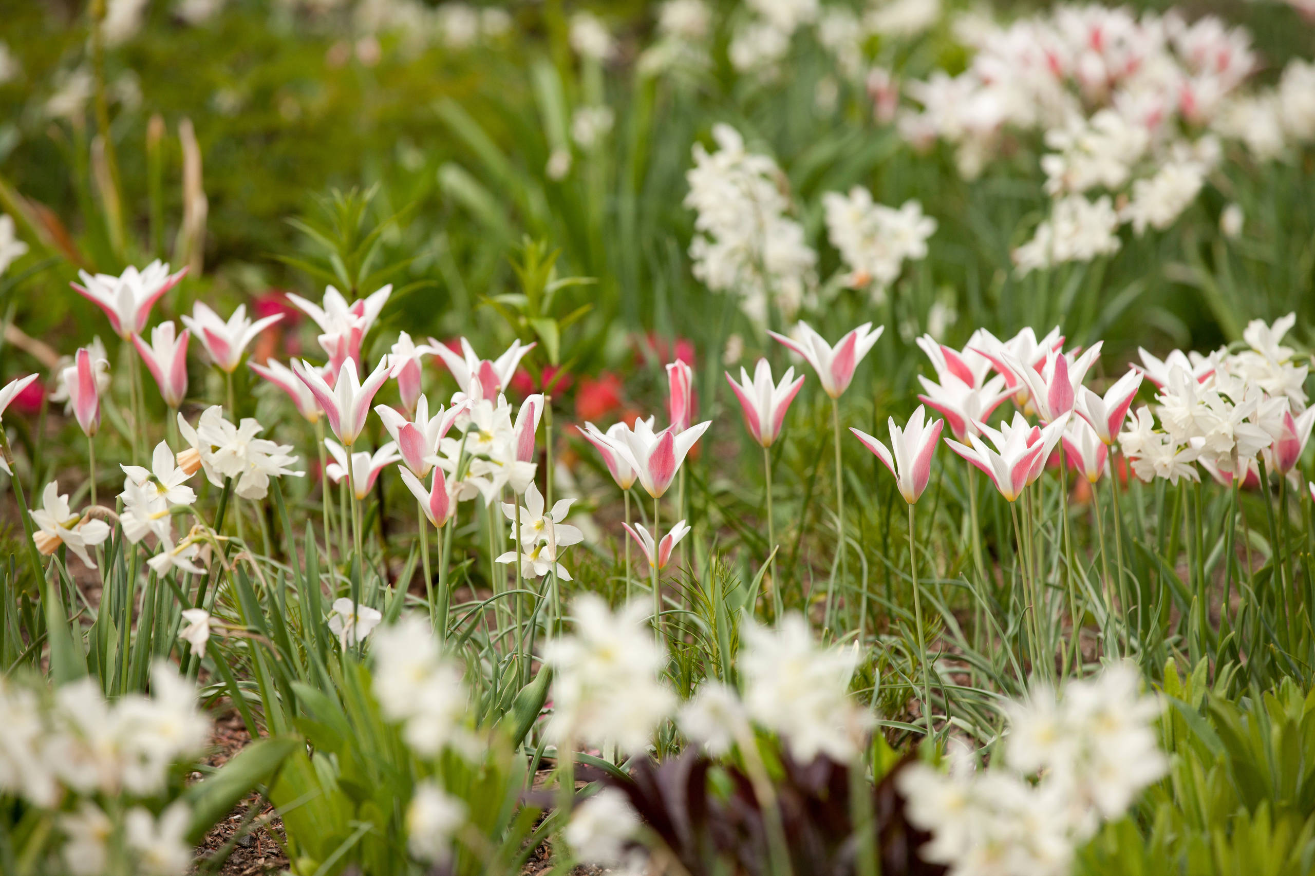 A Spring Walk Through Piet Oudolf’s New Garden in the Bronx