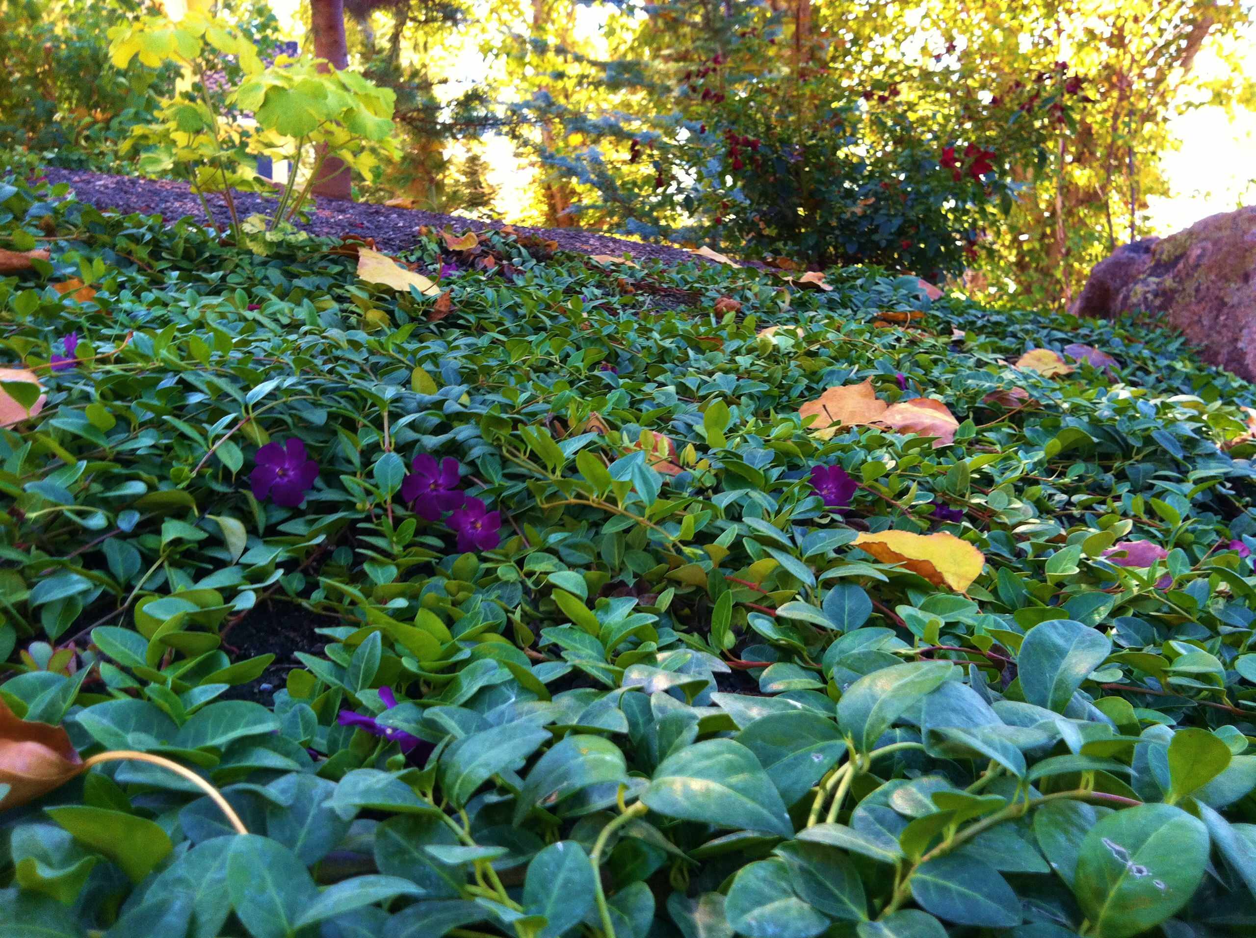 Using Vinca In The Landscape