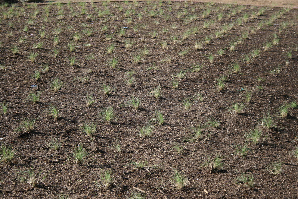 UC Verde Buffalo Grass - Contemporary - Landscape - San Diego - by ...