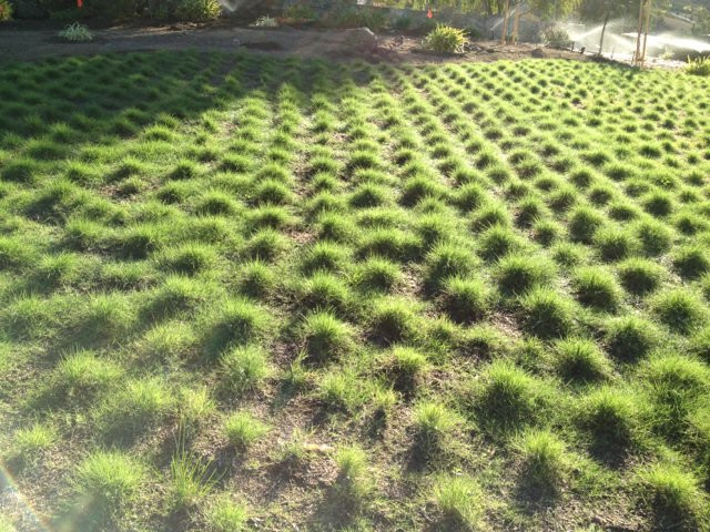 UC Verde Buffalo Grass - Contemporary - Landscape - San Diego - by ...