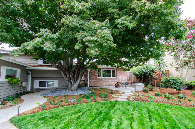 Landscaping Under Maple Trees