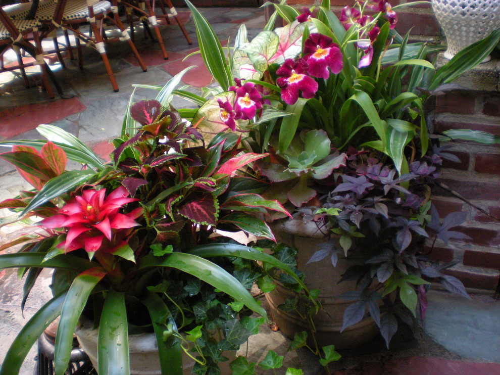 Urban Tropical Garden - Tropical - Landscape - New York - by r.a.nelson ...