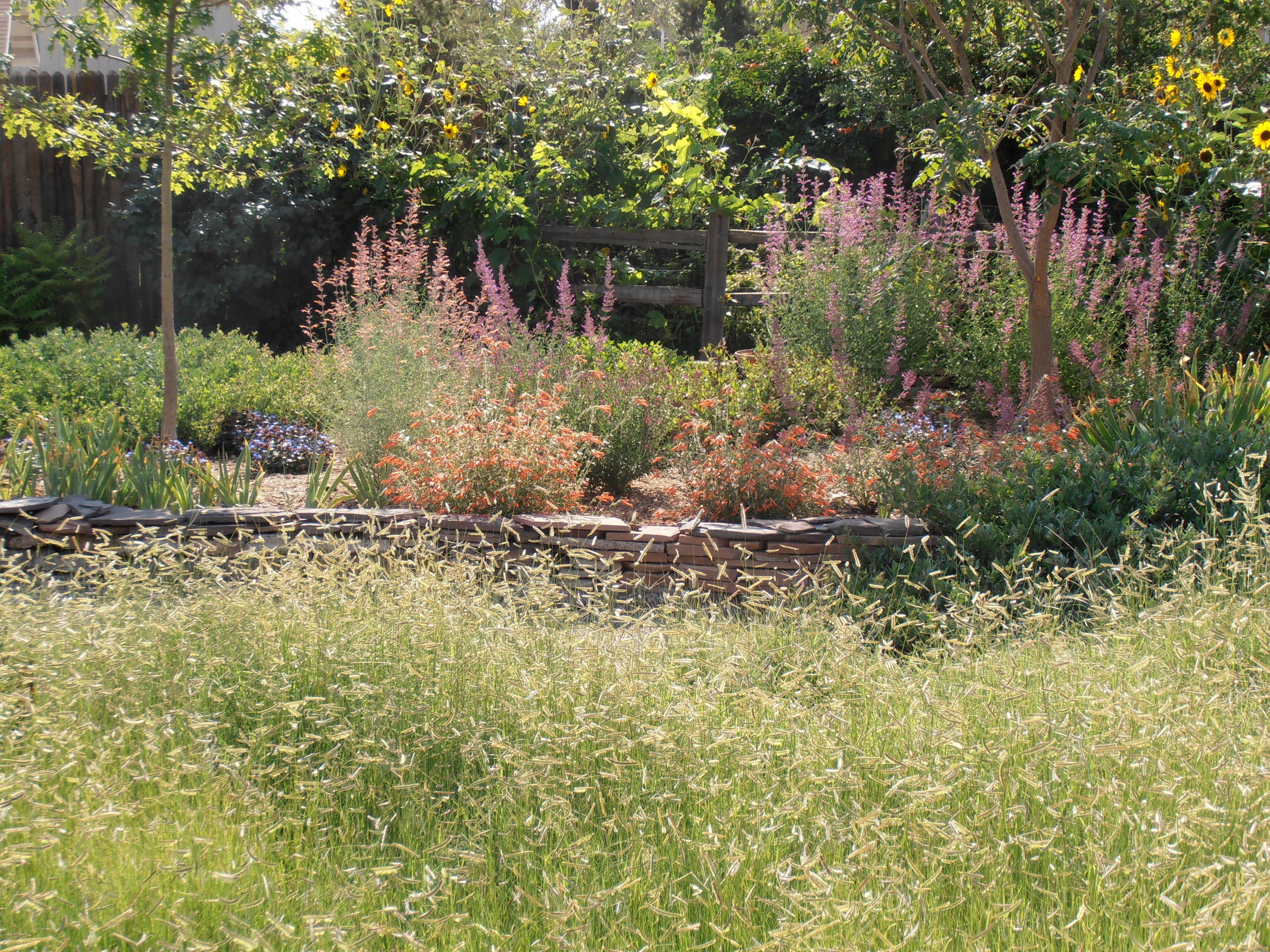 6 Native Ground Covers for Tough, Dry Spots