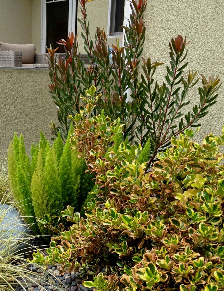 Variegated Coprosma Pink Splender enlivens bed - Contemporary ...