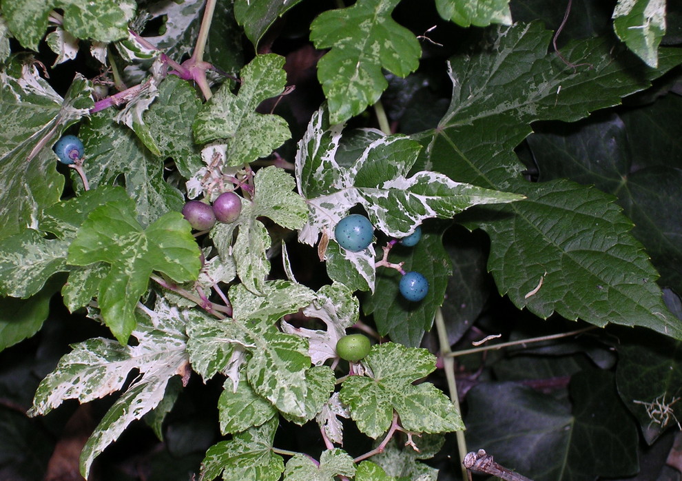 Variegated Porcelain Berry Vine - Landscape - New York - by Magical ...