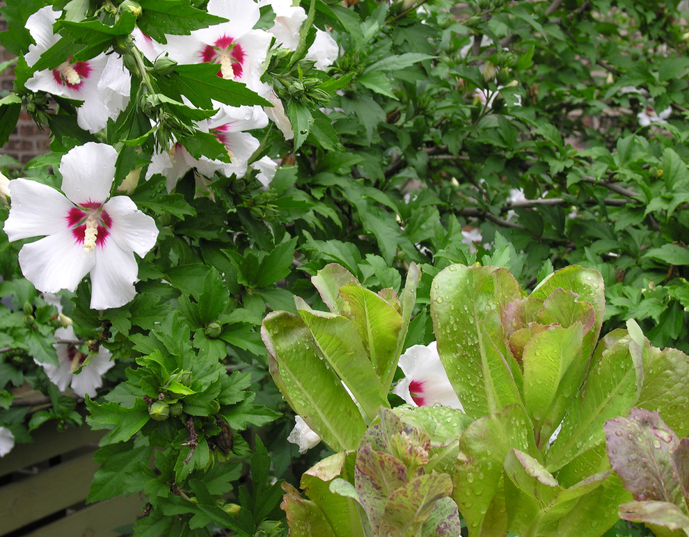 Vegetable variety | Artistry Landscaping Design - Landscape - Chicago ...