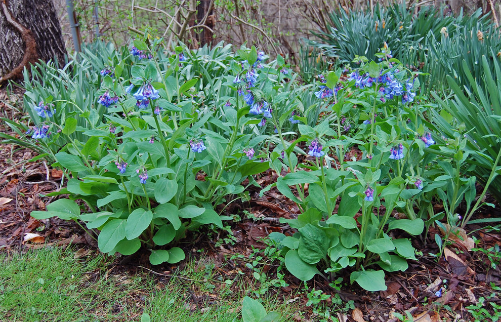 Virginia Bluebells - Rustic - Landscape - DC Metro | Houzz