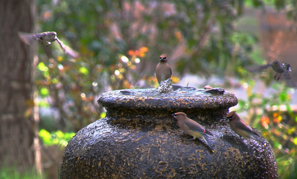 Vision Scapes Portfolio - Traditional - Landscape - San Francisco - by ...