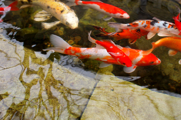 Water Features - Traditional - Landscape - Atlanta - by Exterior Design ...