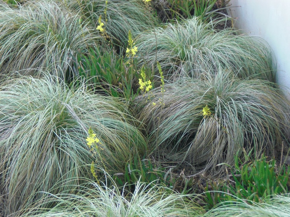 Waterwise garden design - Contemporary - Landscape - Other - by ...