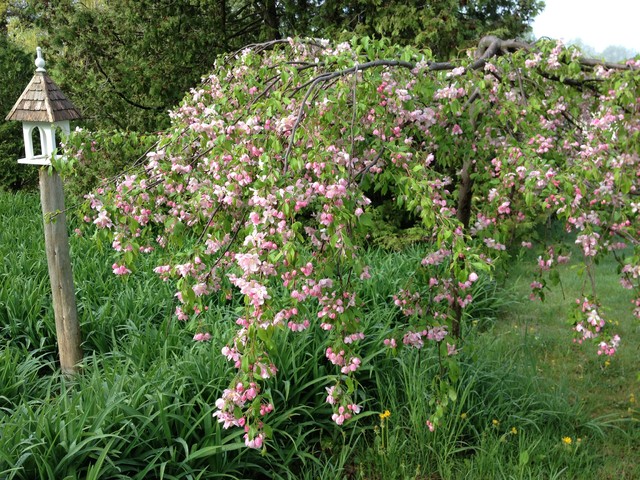 Weeping Crabapple Louisa - Country - Garden - Burlington - by Linden L ...