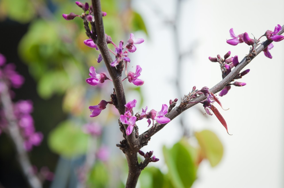 Western Redbud Tree - Landscape - Los Angeles - by FormLA Landscaping ...
