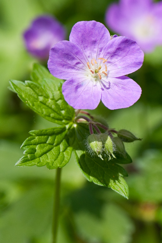 Wild Geranium: A Show-Stopper in the Spring Woodland - Landscape ...