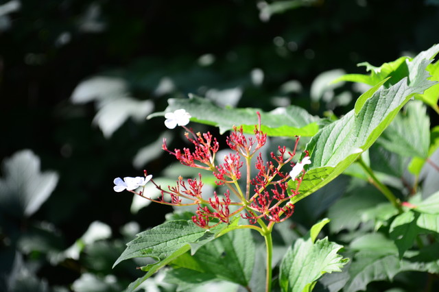 Winding Brick Entry - Traditional - Garden - Omaha - by Breaking Ground ...
