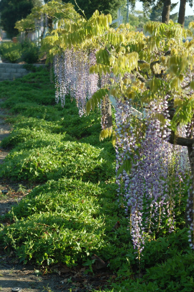 Wisteria Tree House - Rustic - Landscape - San Francisco - by Karen ...
