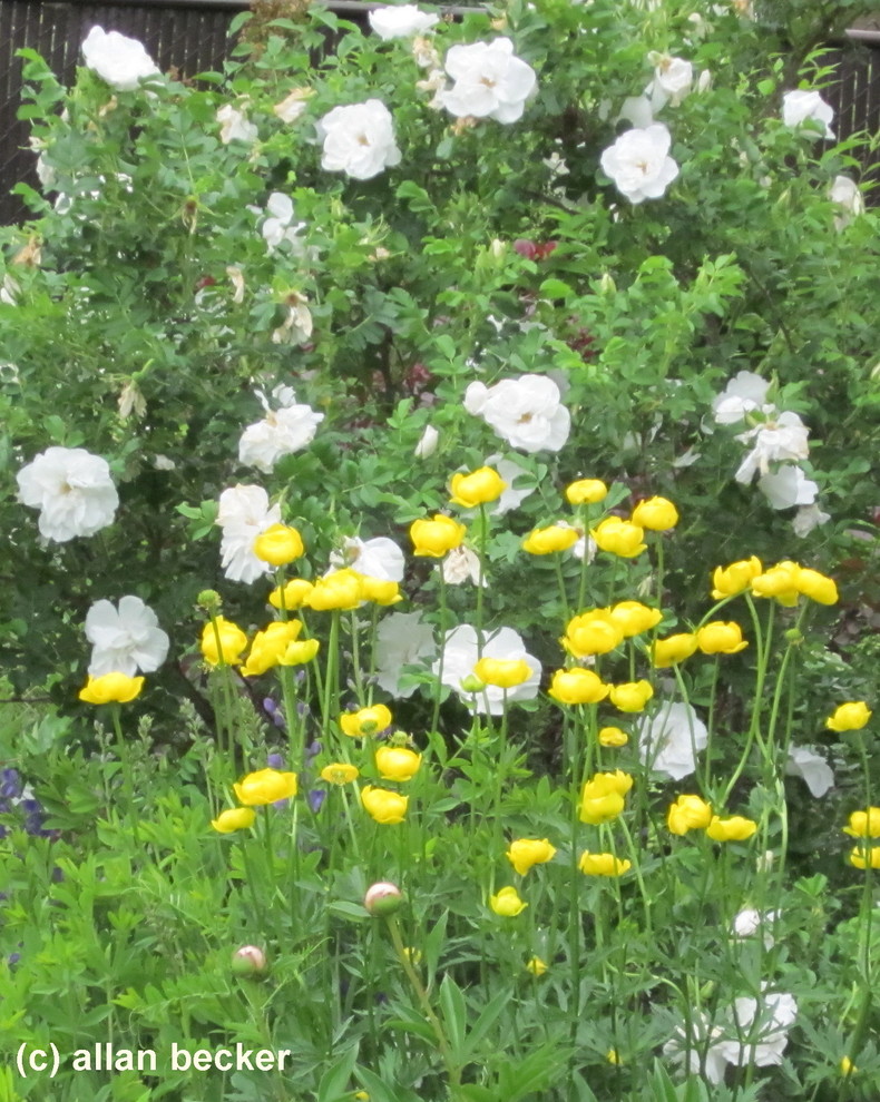 Yellow and Gold Perennials - Classique - Jardin - Montréal - par Garden ...