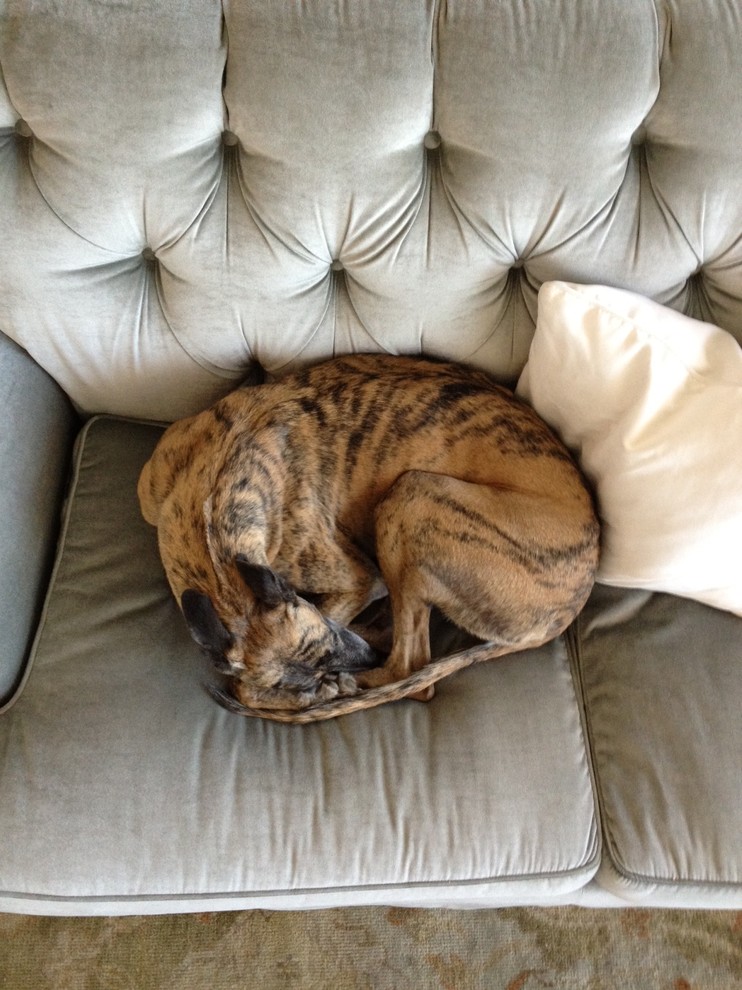 My Condo - Eclectic - Living Room - Austin - by Stacy Paulson Design ...